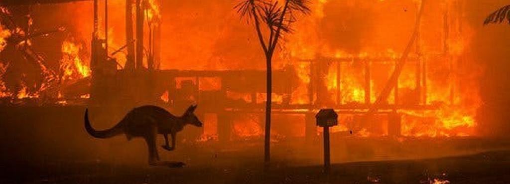 Bushfires have reshaped life on Earth before. They could do it again