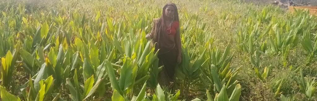 How turmeric became tribal south Rajasthan’s ‘saviour spice’