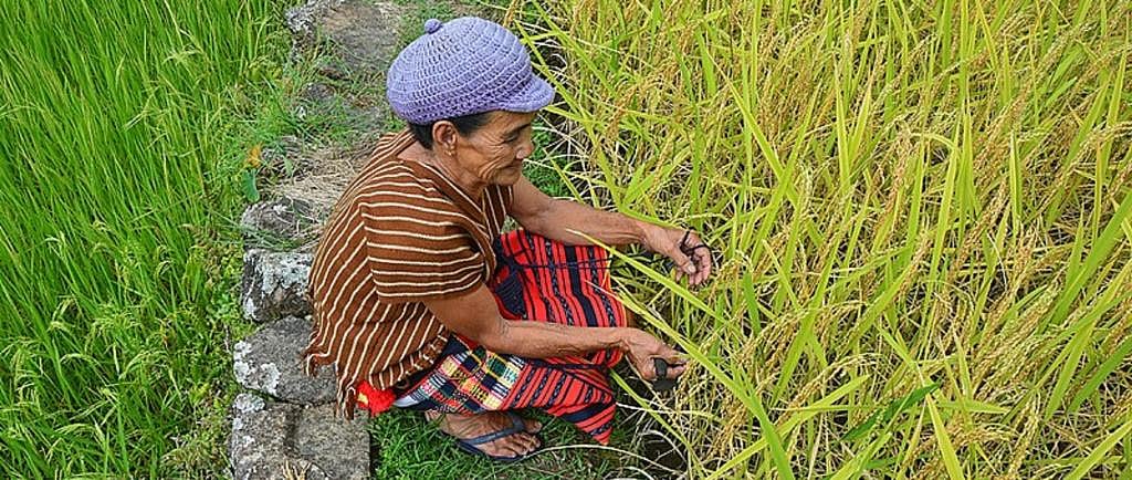 Survey pegs 1.5% of world's farmland under organic cultivation