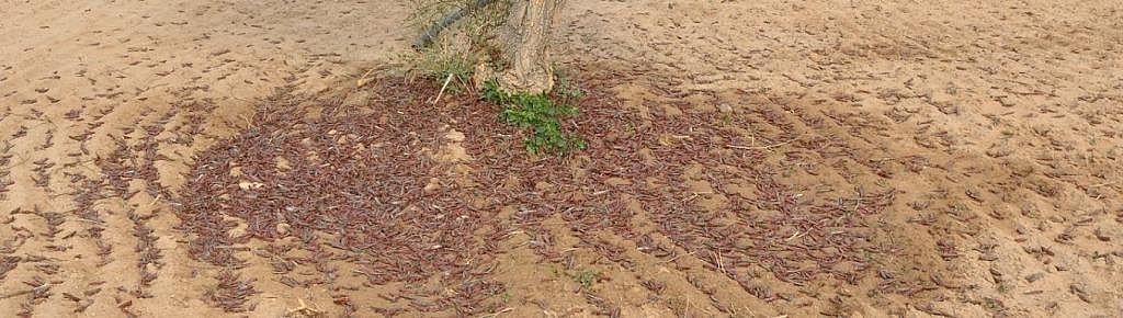 Africa Solidarity joins hands to combat desert locust outbreak in east ...