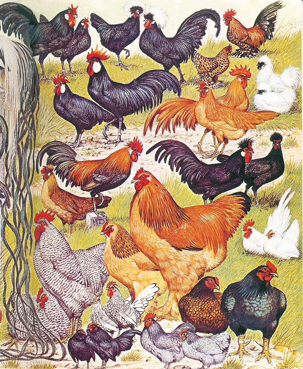 How the fowl, chicken’s ancestor, travelled the world