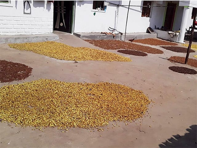 COVID-19: Chhattisgarh villagers turn to mahua collection to offset ...