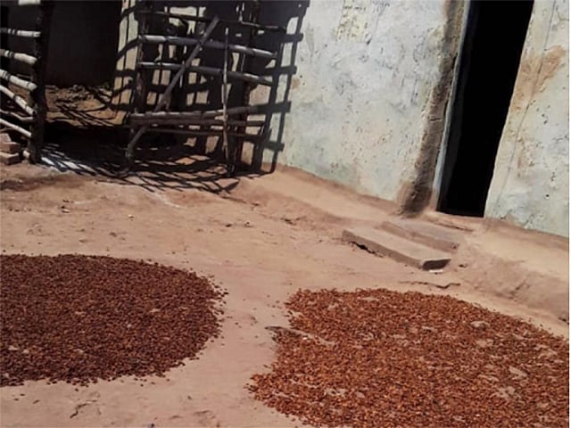 COVID-19: Chhattisgarh villagers turn to mahua collection to offset ...