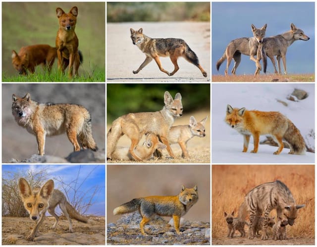 Wild canids should be recognised as flagbearers to expand India’s ...