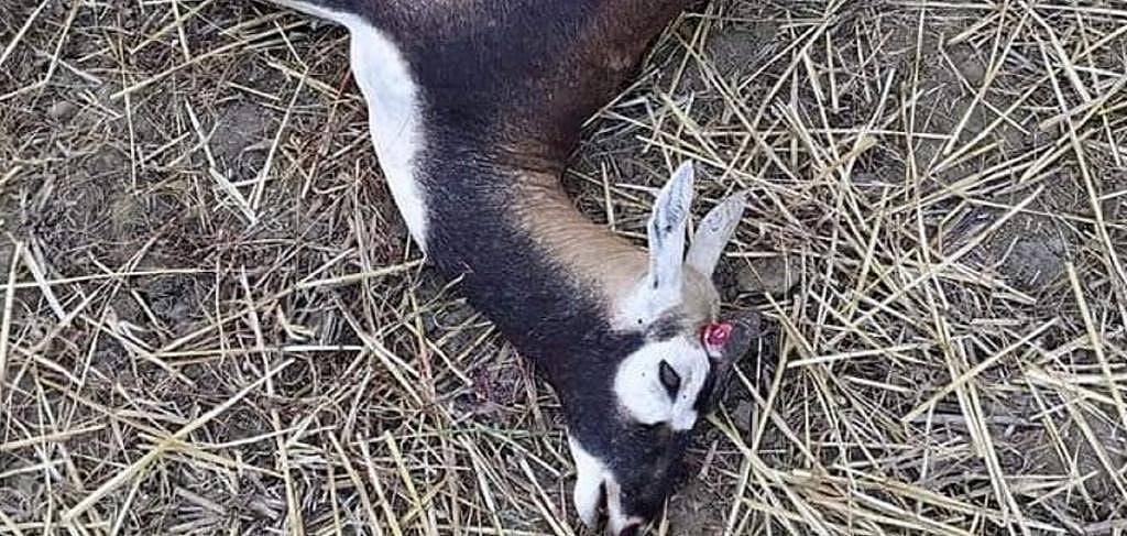 Bihar policeman arrested for allegedly poaching blackbuck, chopping off ...
