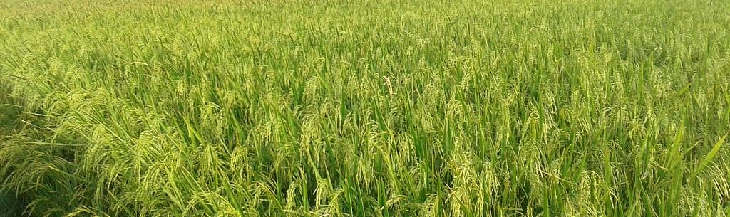 Bihar procures most paddy in 6 yrs, But will that help