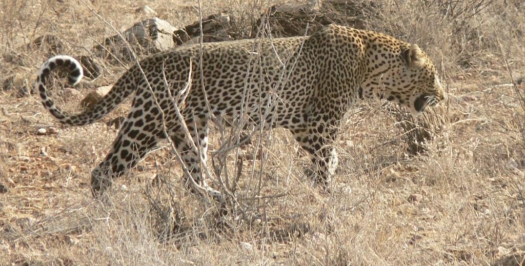 Exploitation changes leopard behaviour with long-term genetic costs