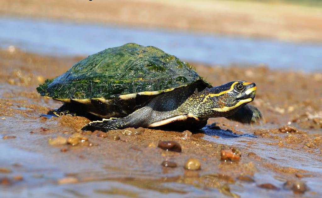 World Turtle Day 2020: Here's an app for you to aid conservation