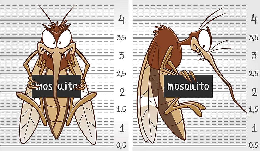 Rise of the mosquitoes