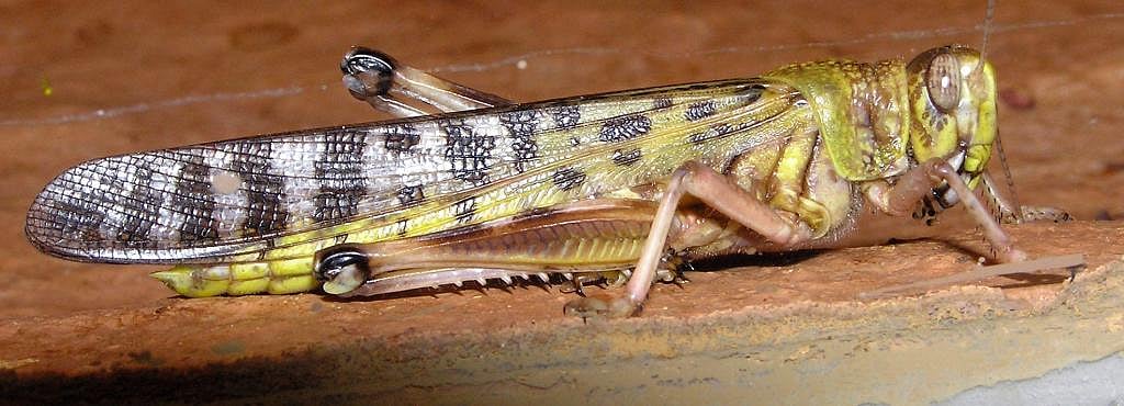 9 maps to show how locusts have come to threaten India