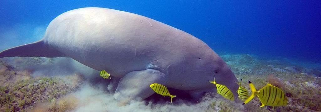 World Dugong Day 2020: Marine mammal fighting for survival in Indian waters