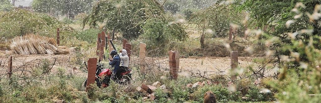 Tracking locust attack: In Rajasthan’s Dholpur, pest keeps villagers on ...