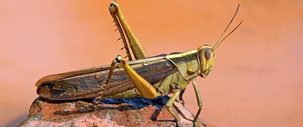 Locust attack: 40 of MP’s 55 districts hit