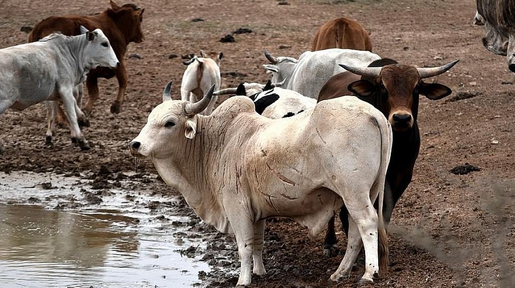 Organic livestock farming: A revolution in the making