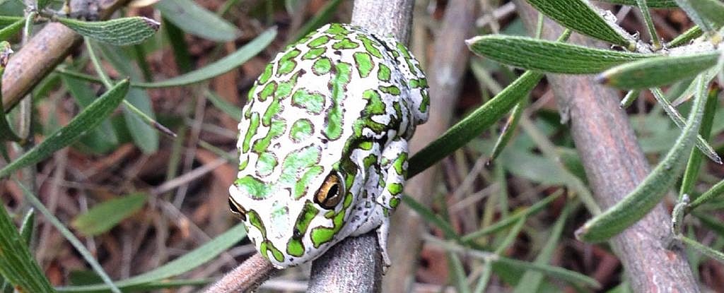 Global Eco Watch: Carnivorous frog enters South Australia, could wreak ...