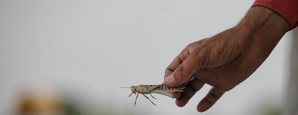 Rajasthan Locust Attack: Both state, Centre need to shed complacency