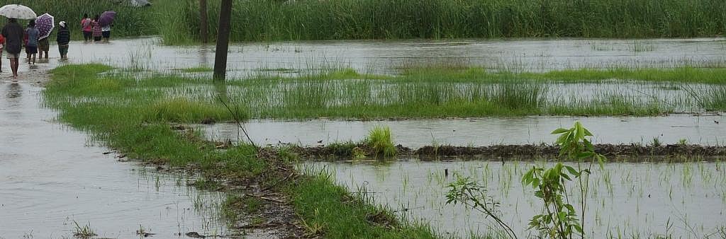 Bihar farmers upbeat after monsoon reaches state on time in a decade