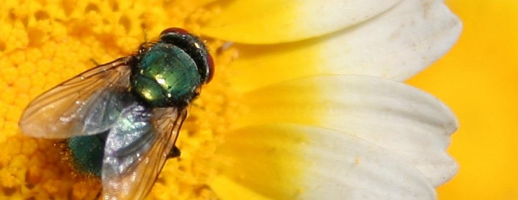Pollinator Week: How well-pollinated crops are important for agriculture
