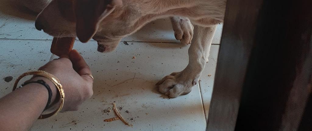 Killing with compassion: Why feeding dogs in public places must stop!