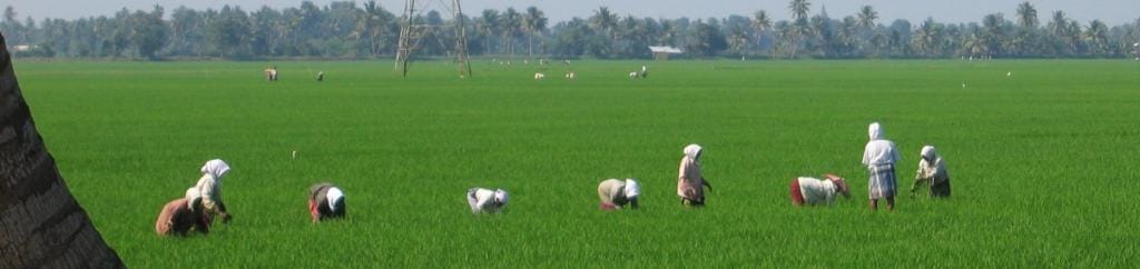 First real-time digital platform to monitor rice fields can bolster ...