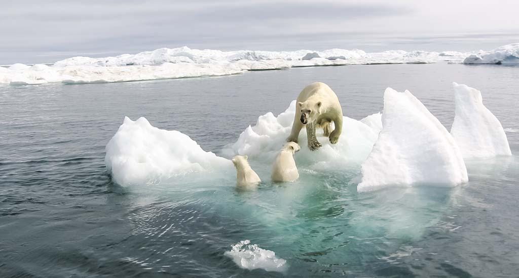 Global warming, sea-ice loss intensify polar bear decline
