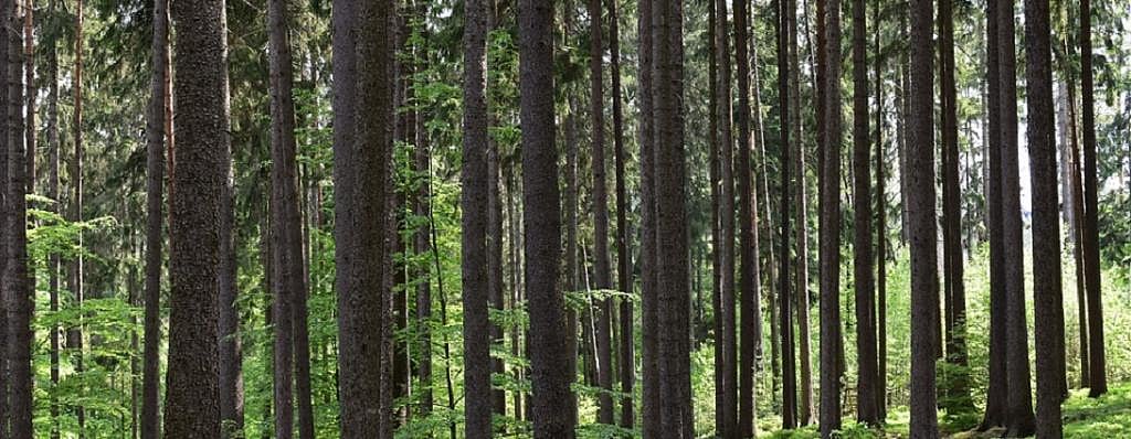 India among top 10 countries gaining forest area in the world: FAO