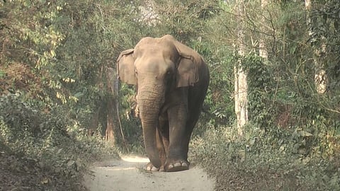 Elephant Task Force report: 10 years of a progressive policy that ...