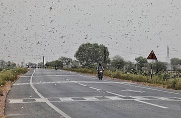 Scientists Develop Predictive Model to Combat Future Locust Upsurges