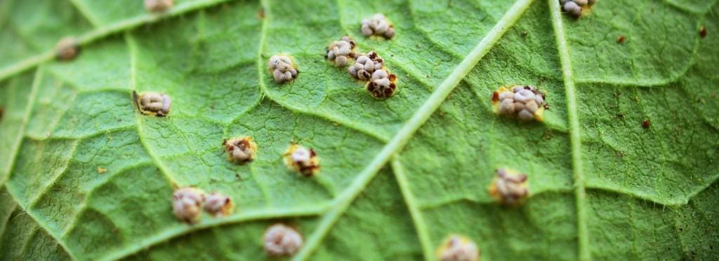 New discovery of protein in plants’ immune systems can help create ...