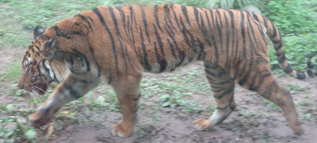 ‘Hong Kong’s lost tigers show us a species once gone, cannot return’