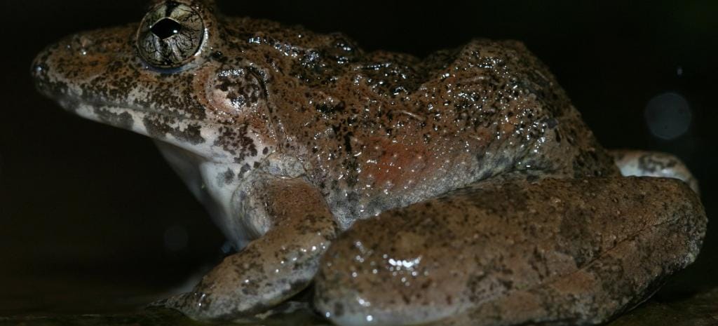 Kalinga frog in Western Ghats shows physical differences from Eastern ...