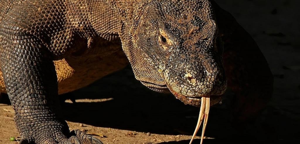 Global Eco Watch: Komodo dragons could become extinct soon due to ...