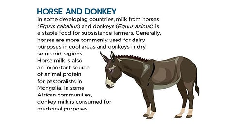 Where does milk come from?
