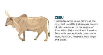 Where does milk come from?