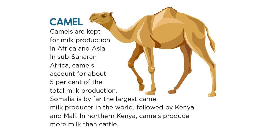 Where does milk come from?