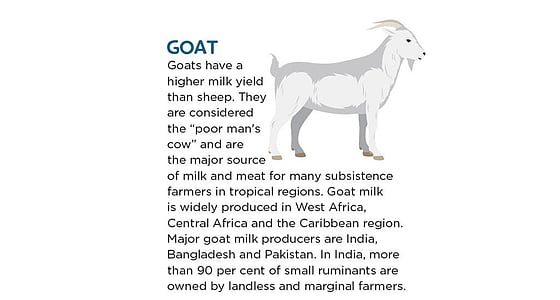 Where does milk come from?