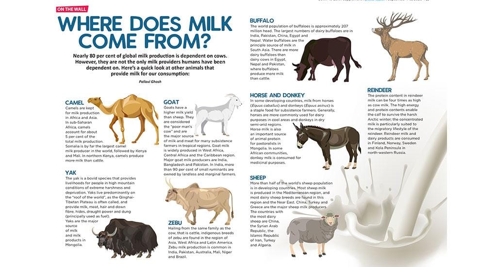 Where does milk come from?