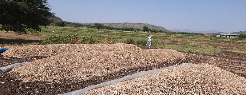 Meet Padma Bombale, a Maharashtra onion farmer fighting the odds