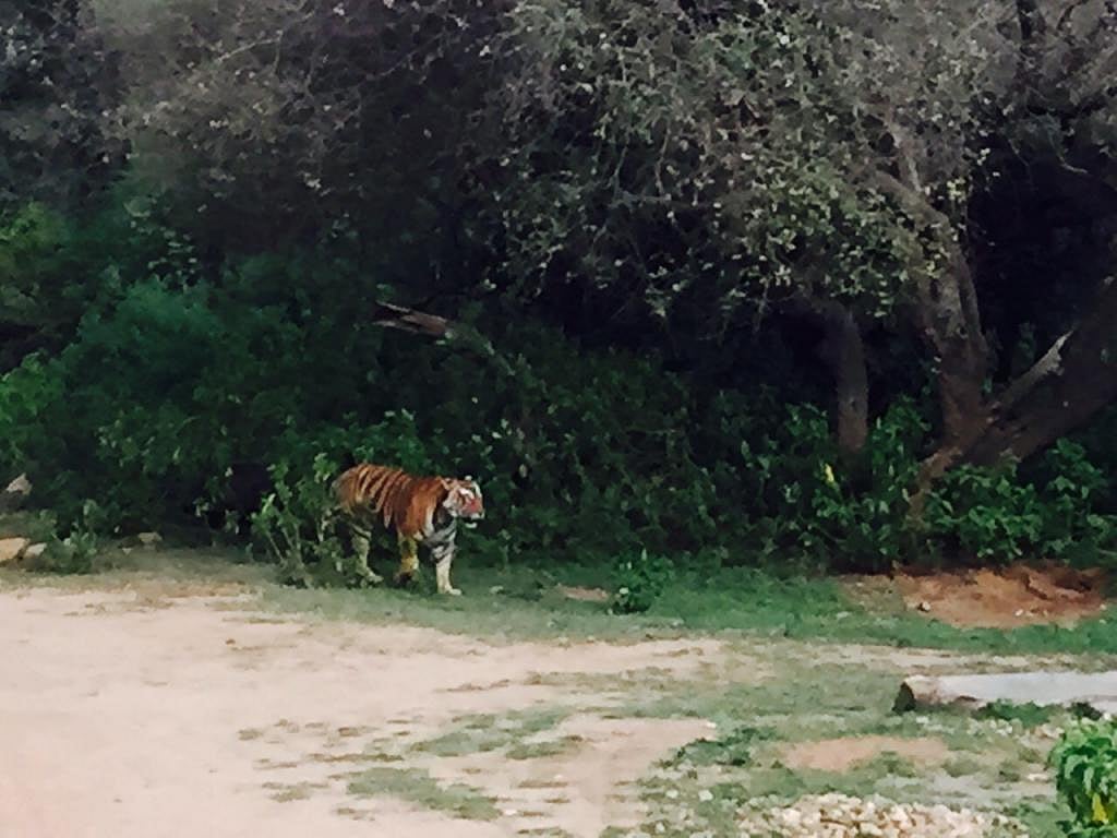 Tigers and tribals: Conservation project displaced 18,493 families in ...