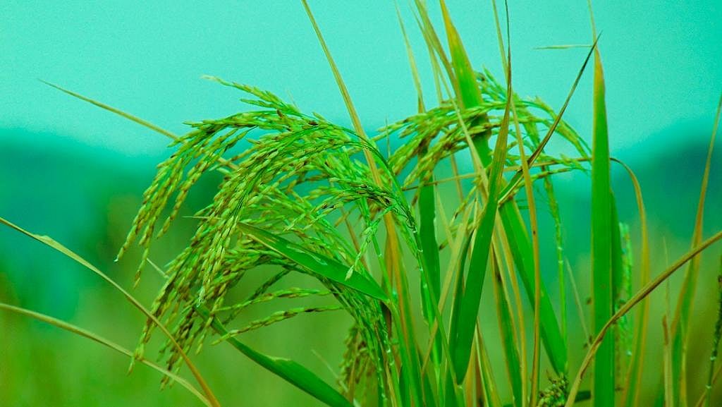 Modulating pathogen functions control sheath blight disease: study