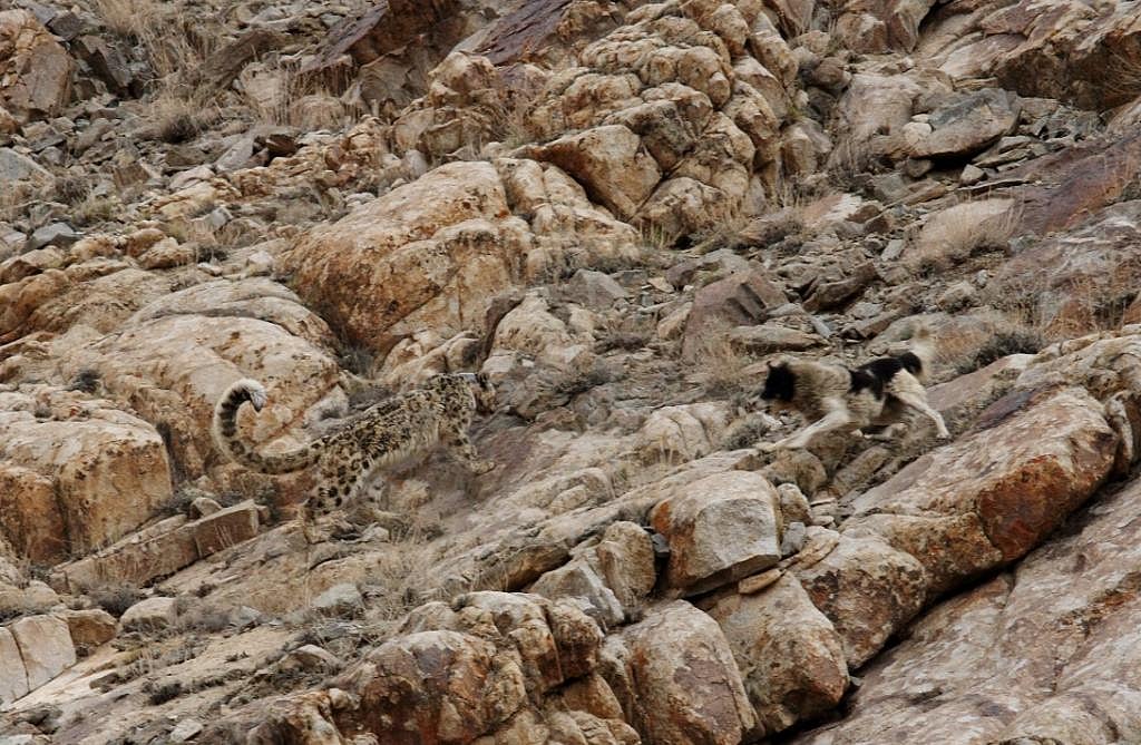 International Snow Leopard Day: Of snow leopards and domestic dogs
