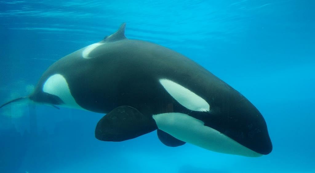 New study shows that big mammals suffer brain damage in captivity