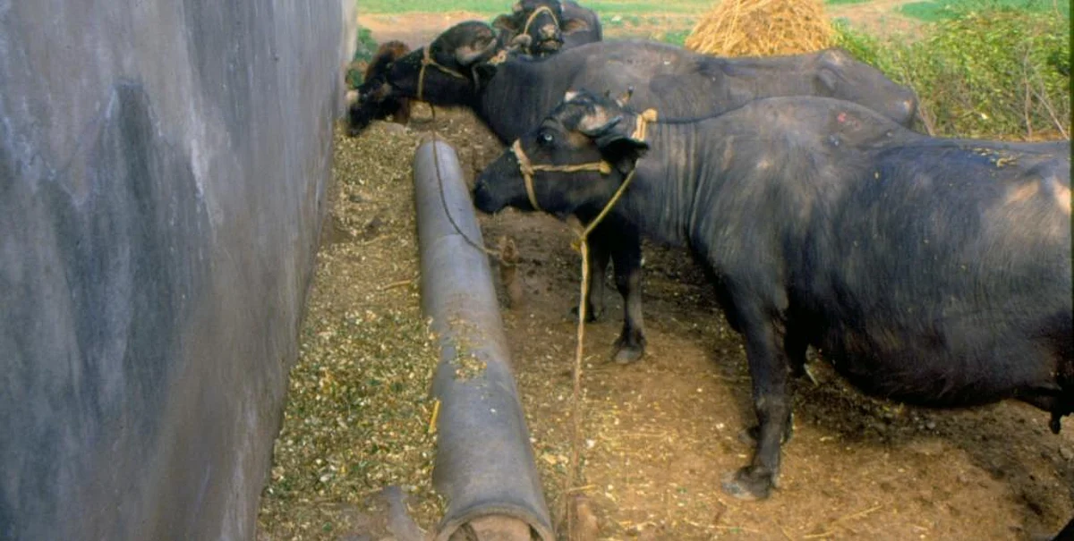 Ethno-veterinary Practices: A game changer in reducing antibiotic ... Ethno-veterinary Practices: A game changer in reducing antibiotic ...