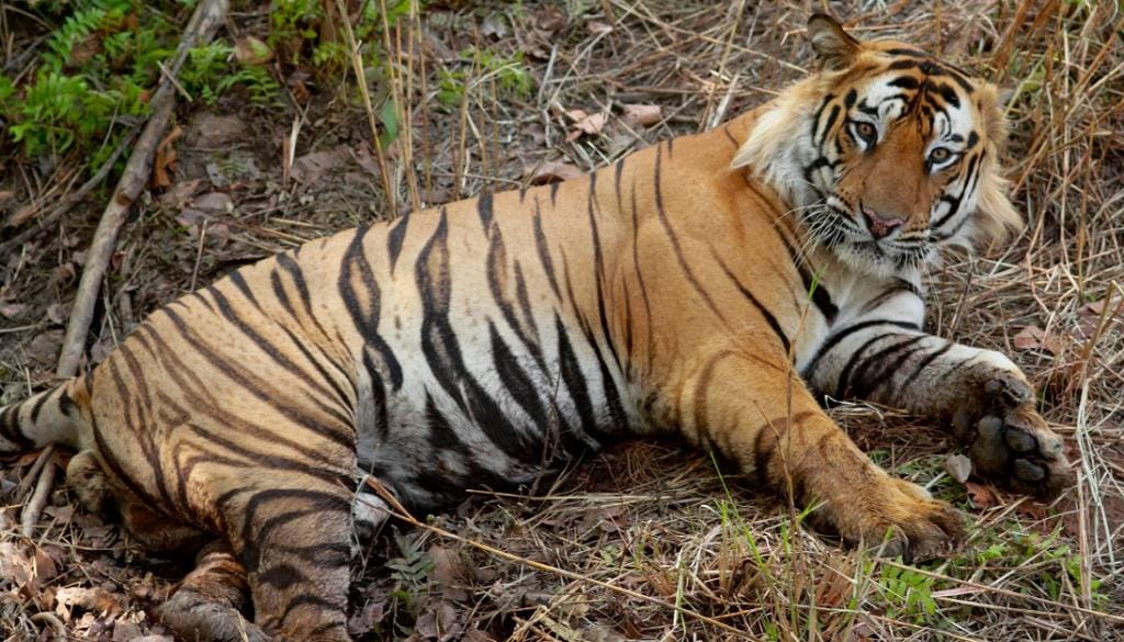 Why do tigers have stripes?