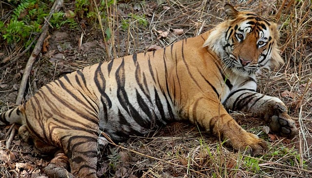 Why do tigers have stripes?