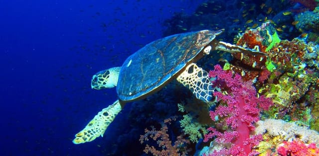 Global Eco Watch: Red Sea turtles are now mostly being born female due ...