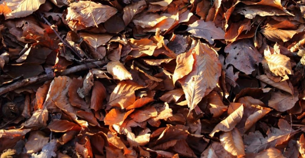 How the size and shape of dried leaves can turn small flames into ...