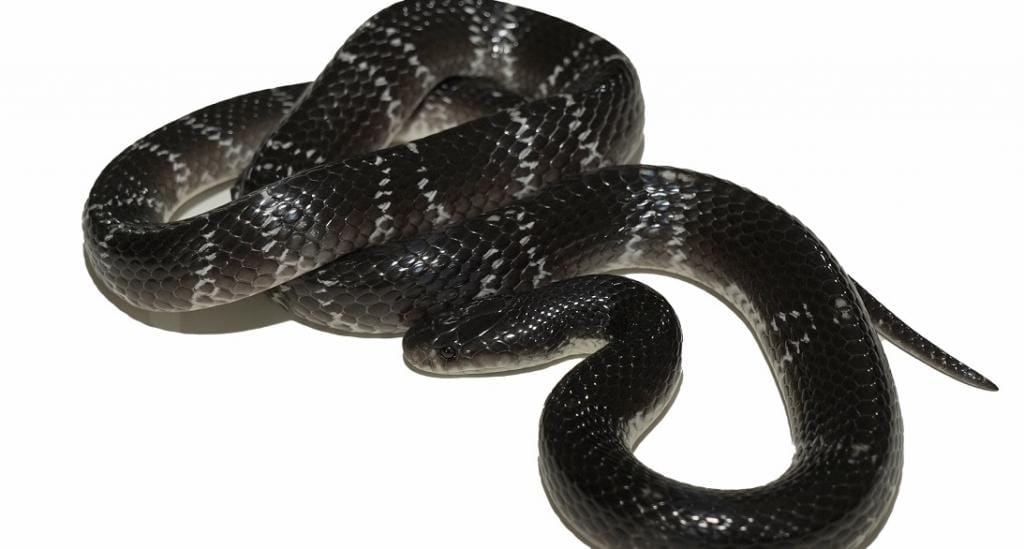 Recent study on kraits shows great lacunae on snake venom research in India