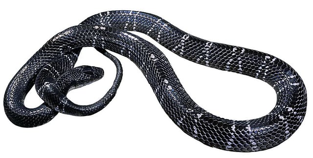 Recent study on kraits shows great lacunae on snake venom research in India