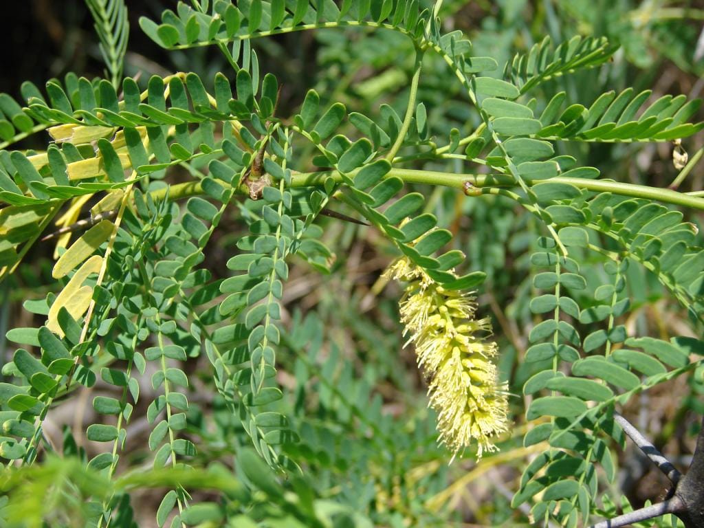 Flourishing juliflora a drain on Ethiopia’s water resources